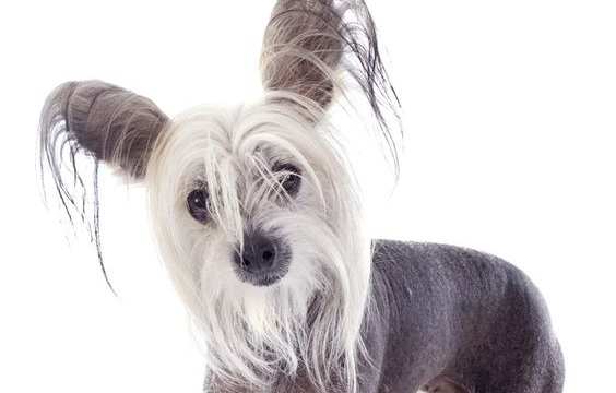 15 Amazing Facts You Didn’t Know About The Chinese Crested | Page 2 of ...