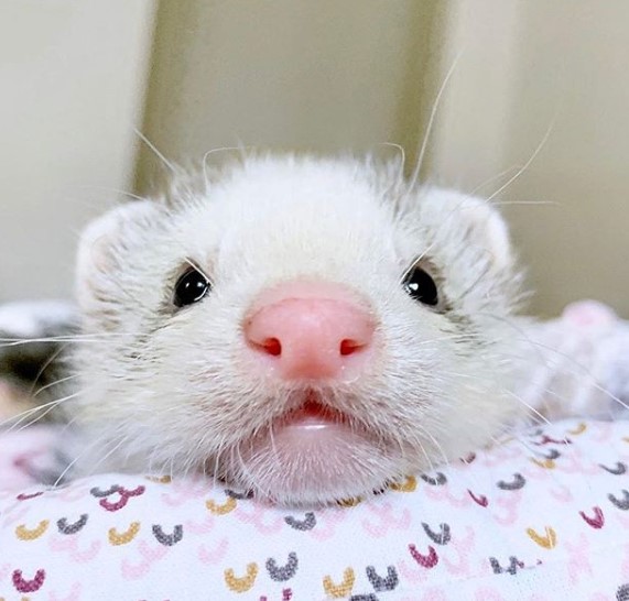 14 Adorable Pictures of Ferrets That Will Brighten Up Your Day - PetPress