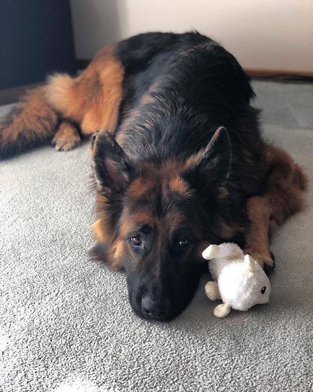 15 Pictures That Prove German Shepherds Are Perfect In Every Way - PetPress