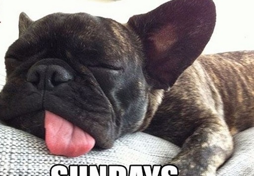 14 French Bulldog Memes That Will Make Your Day! - PetPress