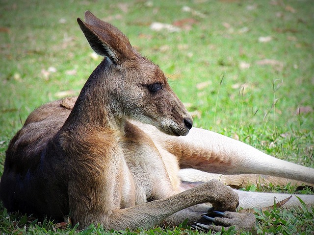 Kangaroo Names: 200 Good and Famous Names for Kangaroos