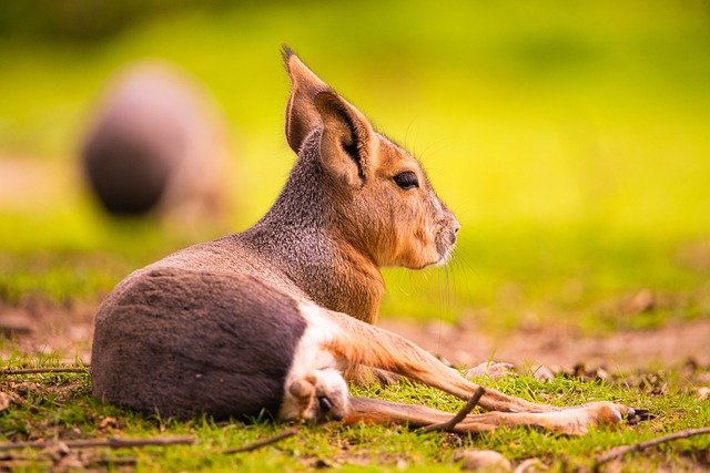 Kangaroo Names: 200 Good and Famous Names for Kangaroos