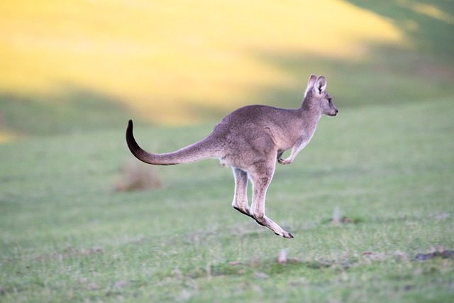 Kangaroo Names: 200 Good and Famous Names for Kangaroos