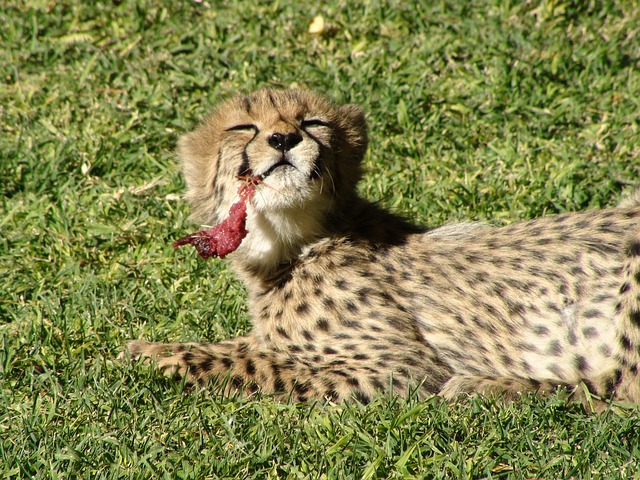 Cheetah Names: 180 Best & Famous Names for Cheetahs