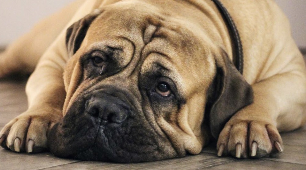 The 14 Most Expensive Dog Breeds - PetPress