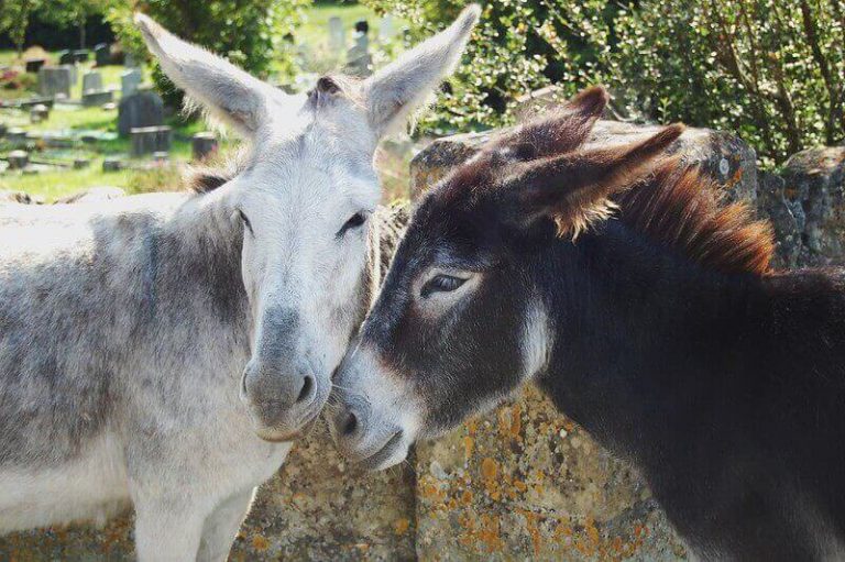 Donkey Names: 500 Good Ideas for Names for Donkeys