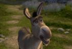 Donkey Names: 500 Good Ideas for Names for Donkeys