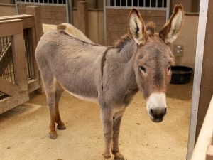 Donkey Names: 500 Good Ideas for Names for Donkeys