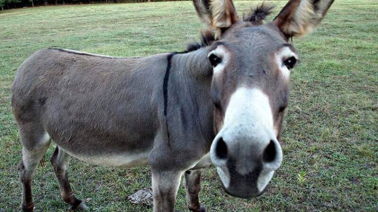 Famous Donkey Names: List of 60+ Famous Names for a Pet Donkey