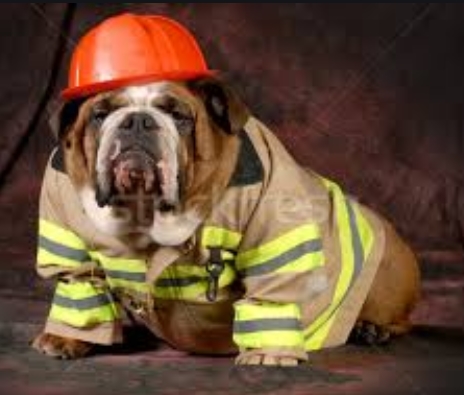 Top 45 Trendy Firefighter Dog Names - PetPress