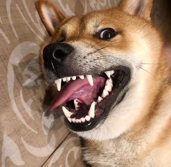 Dog Names Start With N - Popular Male And Female Dog Names With N