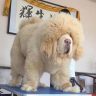 14 Facts About Tibetan Mastiffs That Will Fascinate You To Have One ...