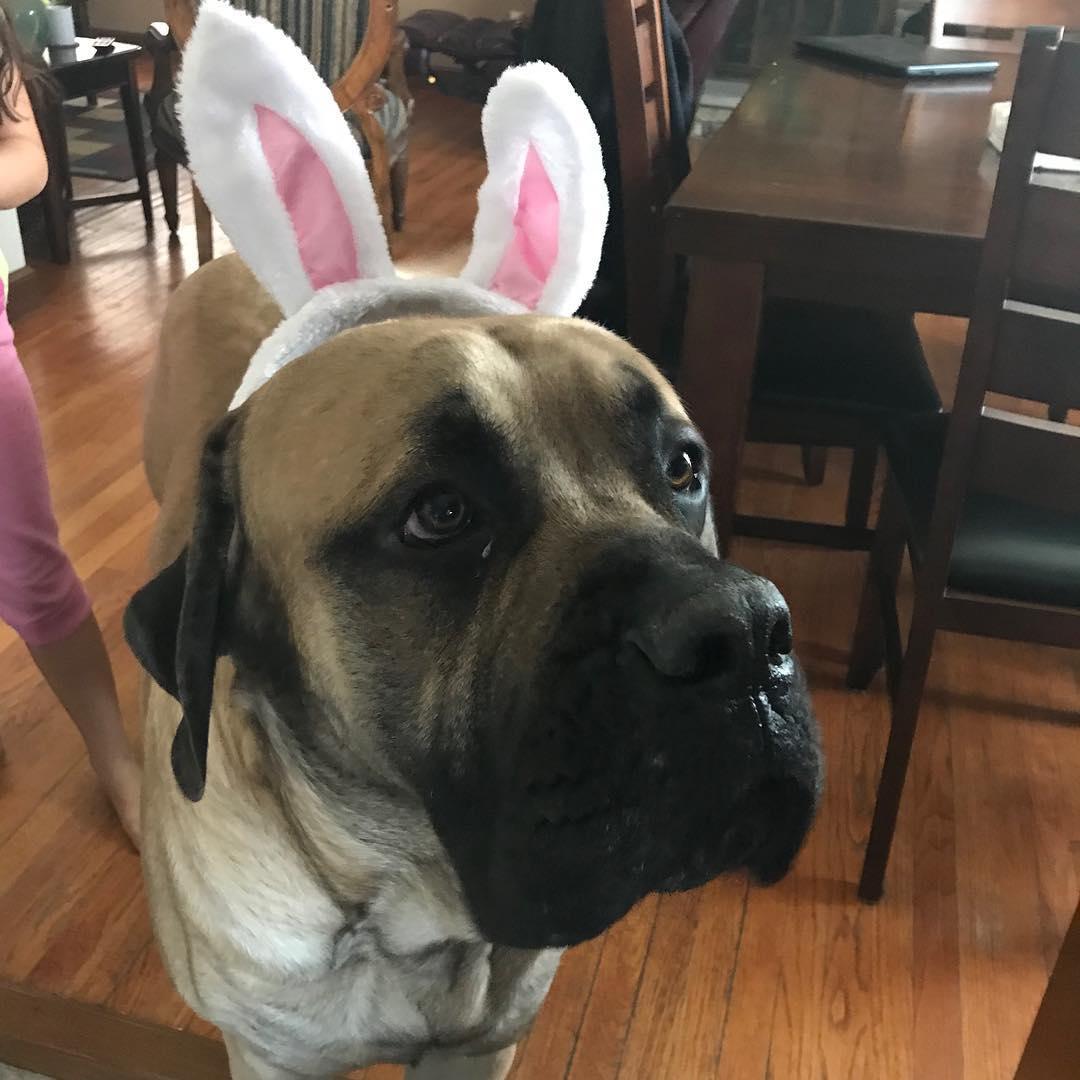 15 Confirmations That Mastiffs are the Best Family Dogs | Page 2 of 3 ...