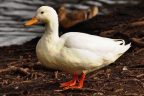 500 Best Duck Names - Famous, Cute & Funny Names for Ducks