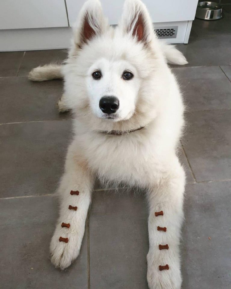 15 Funny Pictures Explaining Why We Love Samoyed Dogs So Much! | Page 2 ...
