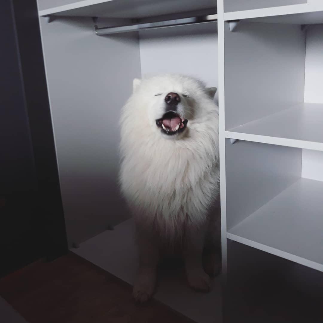 15 Funny Pictures Explaining Why We Love Samoyed Dogs So Much! | Page 2 ...