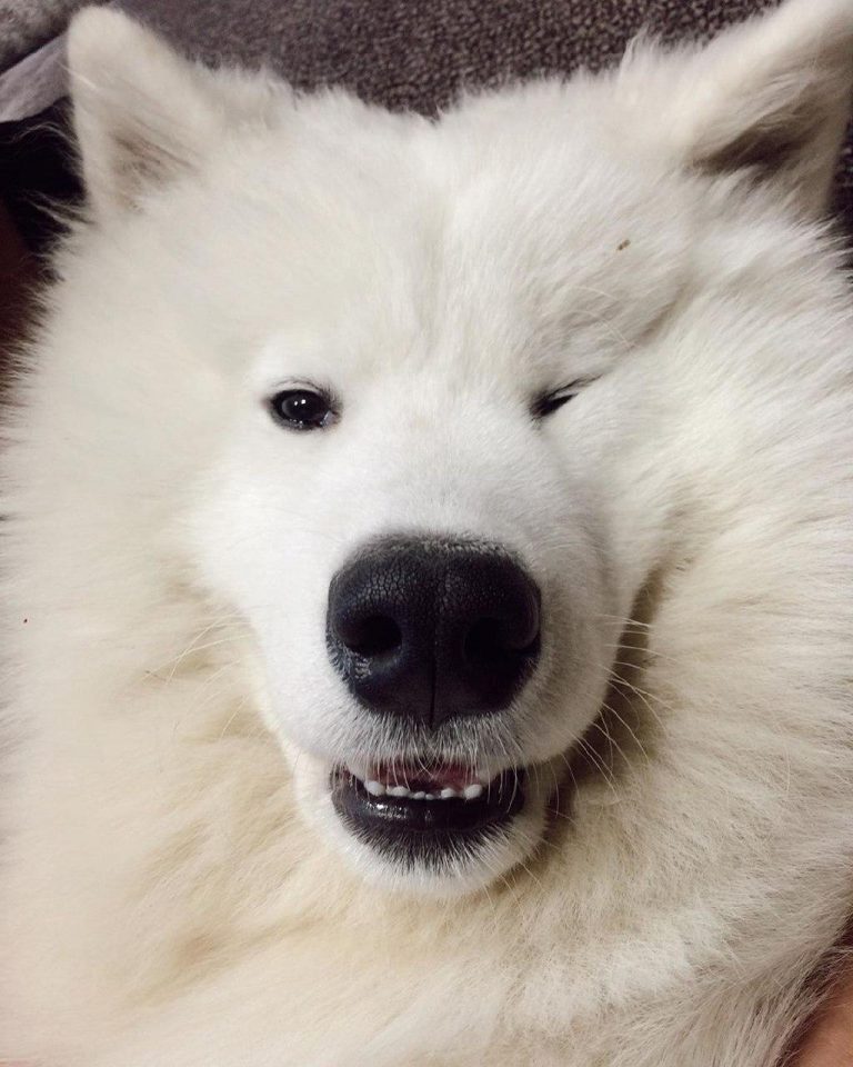 15 Funny Pictures Explaining Why We Love Samoyed Dogs So Much! | Page 2 ...