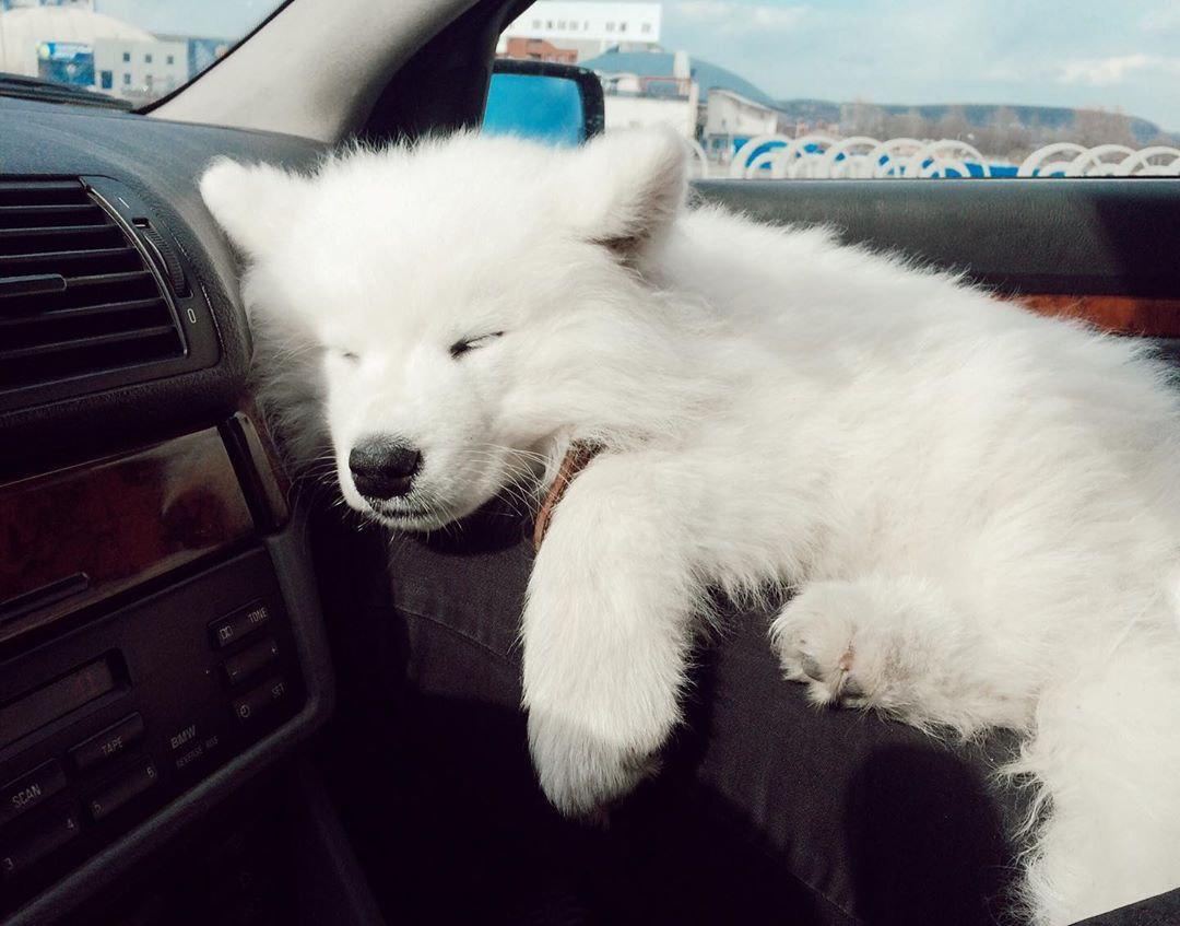15 Funny Pictures Explaining Why We Love Samoyed Dogs So Much! | Page 2 ...