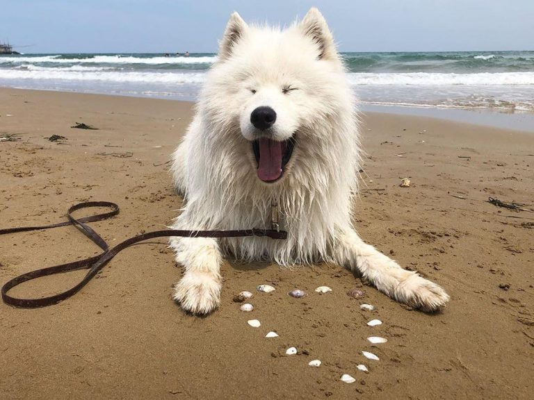 15 Funny Pictures Explaining Why We Love Samoyed Dogs So Much! - PetPress