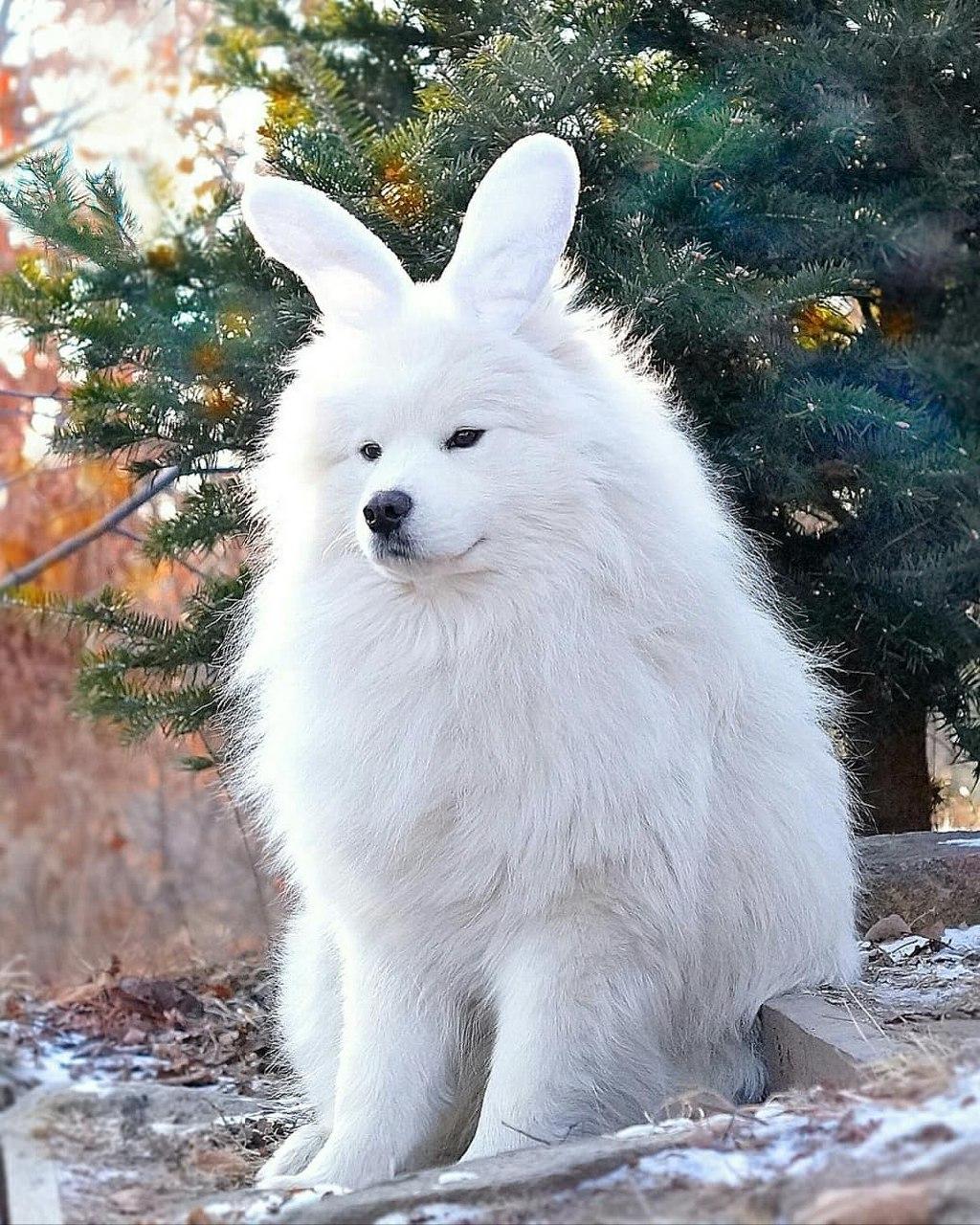 15 Funny Pictures Explaining Why We Love Samoyed Dogs So Much! - PetPress