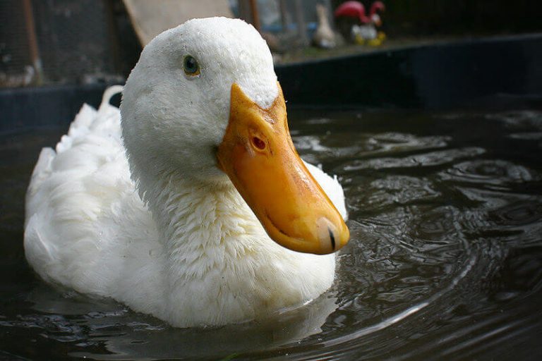 Cute Duck Names Over 400 Adorable Names To Give A Duck And A Baby 