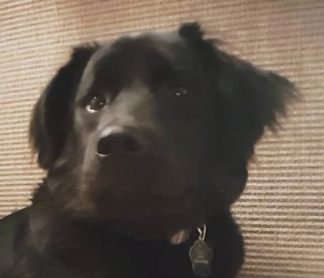 14 Collie Mix Breeds – The Popular and Adorable Hybrid Dogs | PetPress