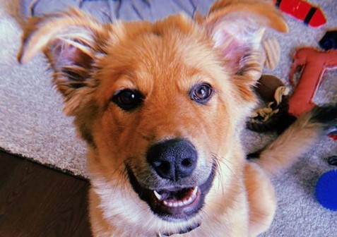 14 Collie Mix Breeds – The Popular and Adorable Hybrid Dogs | PetPress