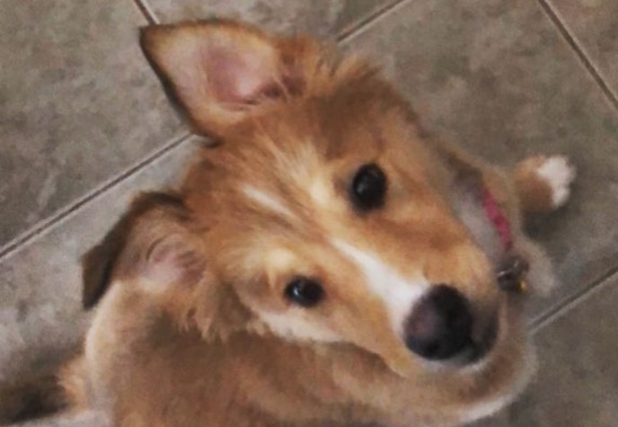 14 Collie Mix Breeds – The Popular and Adorable Hybrid Dogs | PetPress