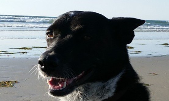 14 Collie Mix Breeds – The Popular and Adorable Hybrid Dogs | PetPress