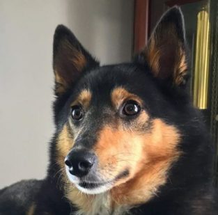 18 Shiba Inu Mix Breeds – The Popular and Adorable Hybrid Dogs | PetPress