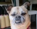 18 Shiba Inu Mix Breeds – The Popular and Adorable Hybrid Dogs | PetPress