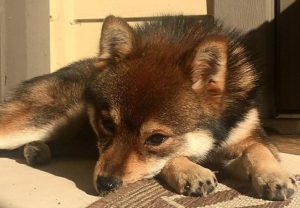 18 Shiba Inu Mix Breeds – The Popular and Adorable Hybrid Dogs | PetPress