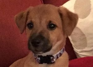 18 Shiba Inu Mix Breeds – The Popular and Adorable Hybrid Dogs | PetPress