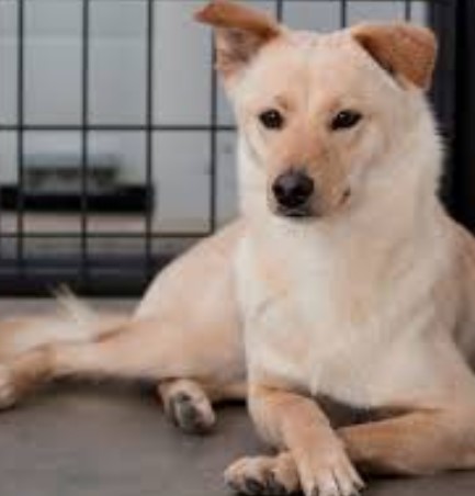 18 Shiba Inu Mix Breeds – The Popular and Adorable Hybrid Dogs | PetPress