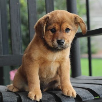 18 Shiba Inu Mix Breeds – The Popular and Adorable Hybrid Dogs | PetPress
