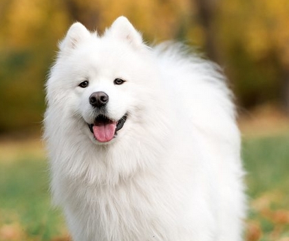 Top 180+ American Eskimo Dog Names for Boy and Girl Puppies - PetPress