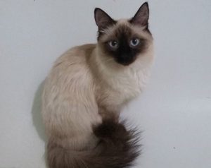 14 Things You Should Know About a Balinese Cat | Page 2 of 3 | PetPress