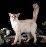14 Things You Should Know About a Balinese Cat | Page 2 of 3 | PetPress
