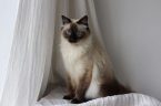 14 Things You Should Know About a Balinese Cat | Page 2 of 3 | PetPress