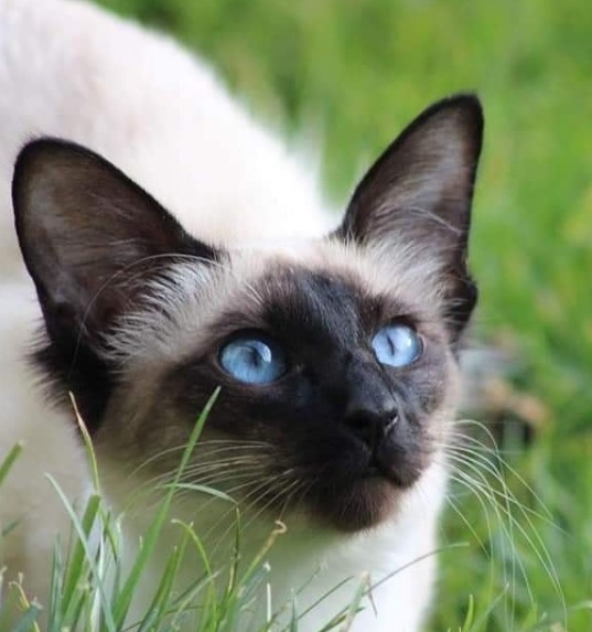 14 Things You Should Know About a Balinese Cat | Page 2 of 3 | PetPress