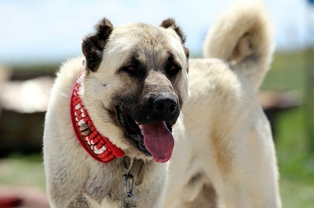 85 Turkish Dog Names for Girl and Boy Puppies (with Meanings) - PetPress