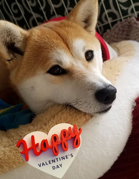 14 Shiba Inu Who Know Exactly How to Say "I Love You!" - PetPress