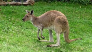 Kangaroo Names: 200 Good and Famous Names for Kangaroos