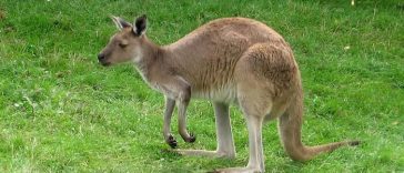 Kangaroo Names: 200 Good and Famous Names for Kangaroos