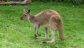Kangaroo Names: 200 Good and Famous Names for Kangaroos