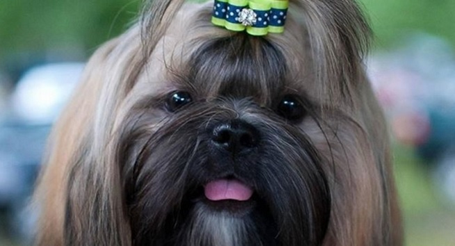 Top 105 God Dog Names Inspired by Greek Mythology