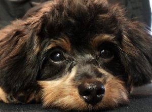 35 Papillon Mix Breeds – The Popular and Adorable Hybrid Dogs | PetPress