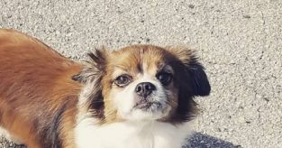 35 Papillon Mix Breeds – The Popular and Adorable Hybrid Dogs - PetPress