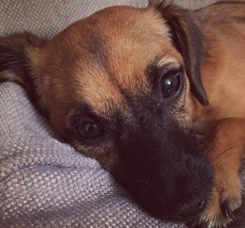 35 Papillon Mix Breeds – The Popular and Adorable Hybrid Dogs | PetPress