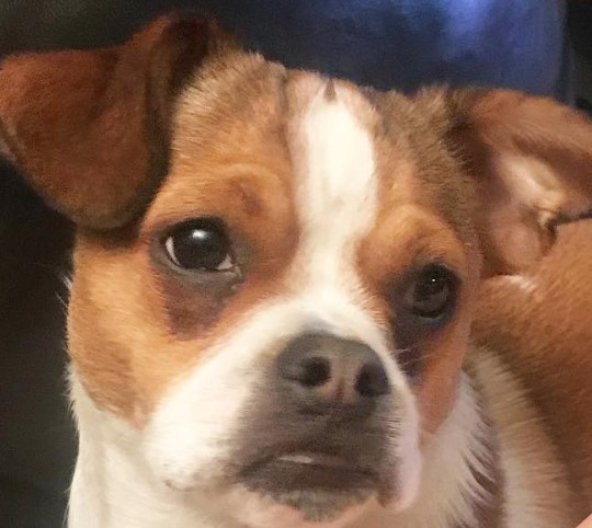 35 Papillon Mix Breeds – The Popular and Adorable Hybrid Dogs | PetPress